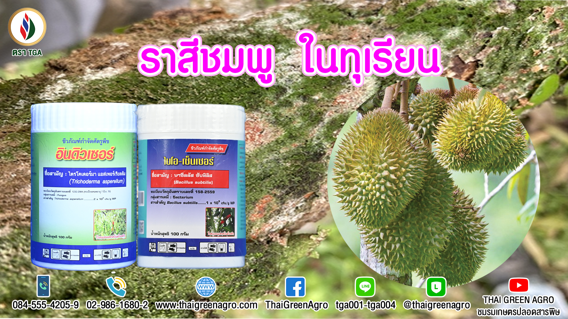 ราสีชมพู (Corticium Salmonicolor) ในทุเรียน | THAIGREENAGRO | ชมรมเกษตร ...